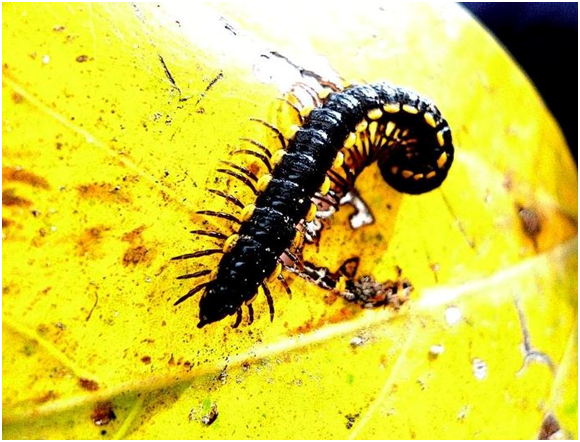 Those Small Living Creatures: How Long Do They Last? | Youth Ki Awaaz