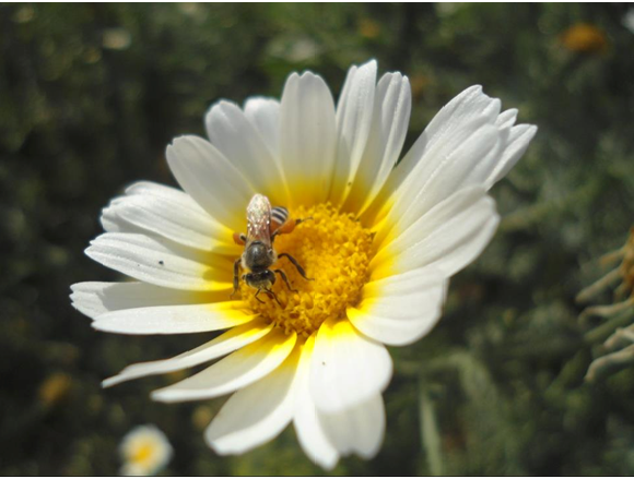 Those Small Living Creatures: How Long Do They Last? | Youth Ki Awaaz