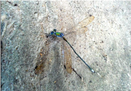 Those Small Living Creatures: How Long Do They Last? | Youth Ki Awaaz