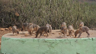 Kala Dongur: Of Traditions And Vegetarian Jackals In Kutch | Youth Ki ...