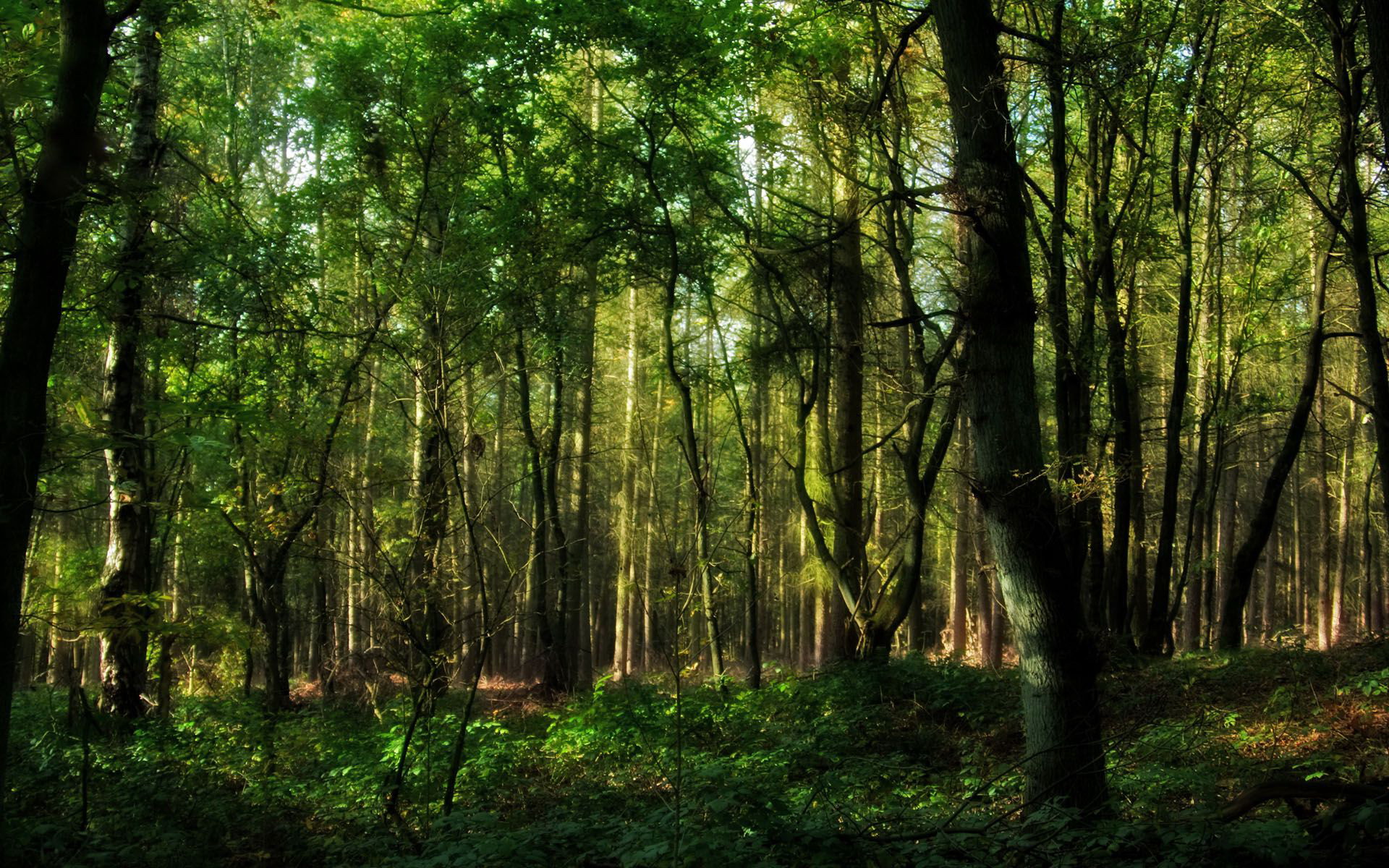 Don’t Just Pity The Greens: Become A Forest Hero With Greenpeace ...