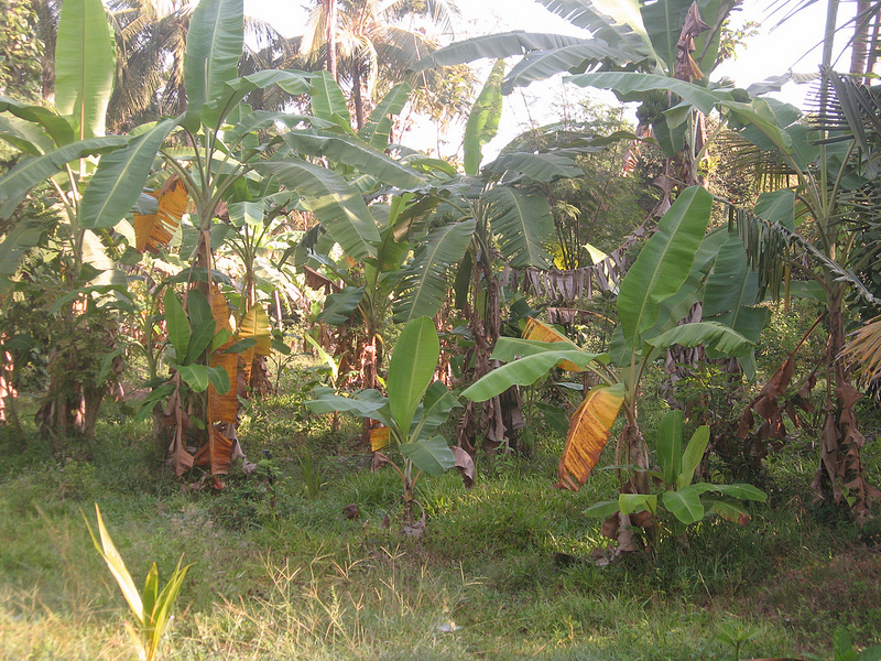 This Is How A Lecturer Built A Lush Farm On An Indian Barren Land ...