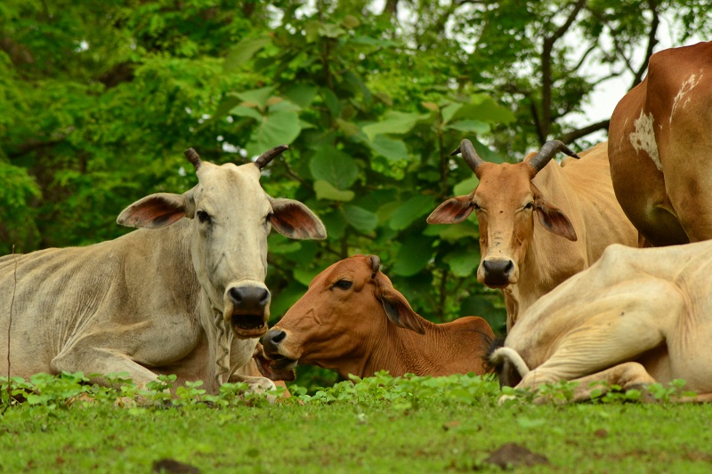 Indian Cow Background