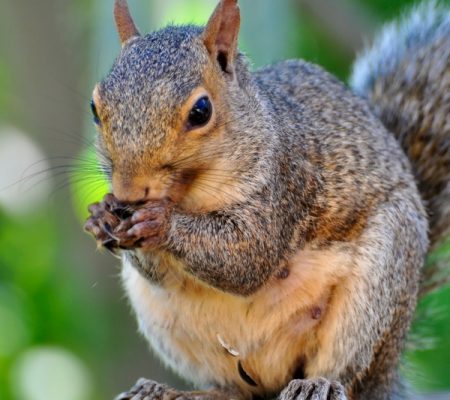 Where Only One Man Came To Help An Injured Squirrel | Youth Ki Awaaz