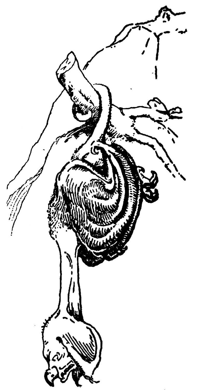 Understanding The Graphic Works Of Sukumar Ray | Youth Ki Awaaz