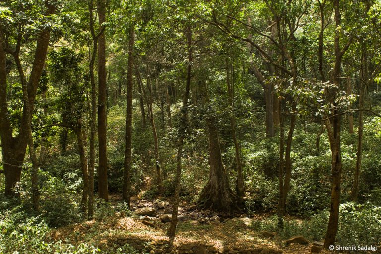 Meet The Soliga Tribe, India’s Natural Botanists | Youth Ki Awaaz