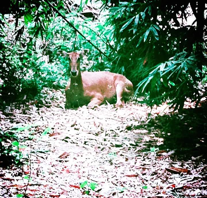 If This Tree In Assam Is Cultivated, It Can Lead To An Income Of ₹57 ...