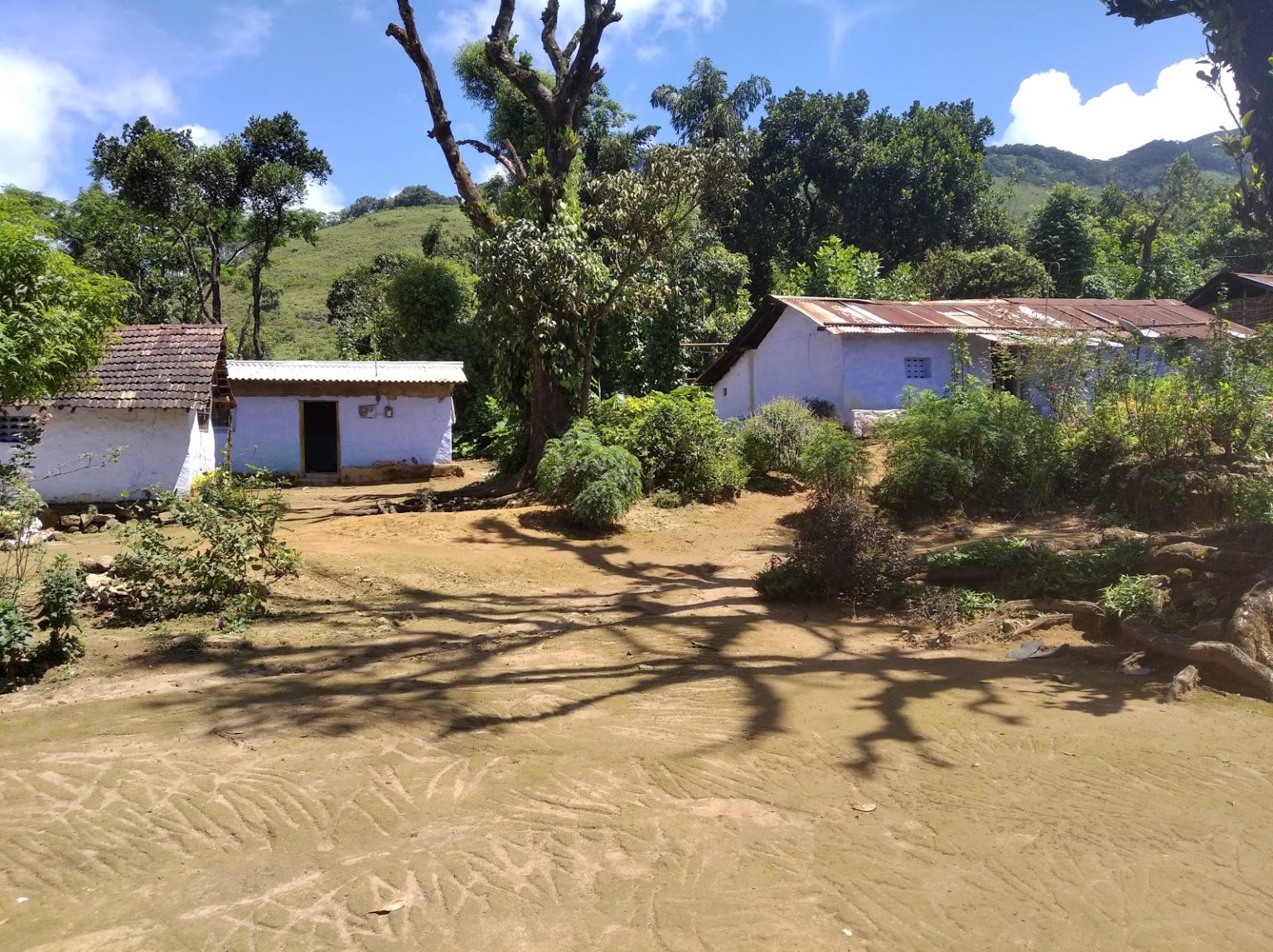 Herbal Medicine And The Kadar Tribe In Tamil Nadu