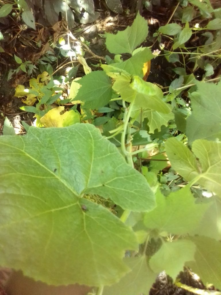 Food Is Medicine For The Pulaiyar Tribe Of Tamil Nadu