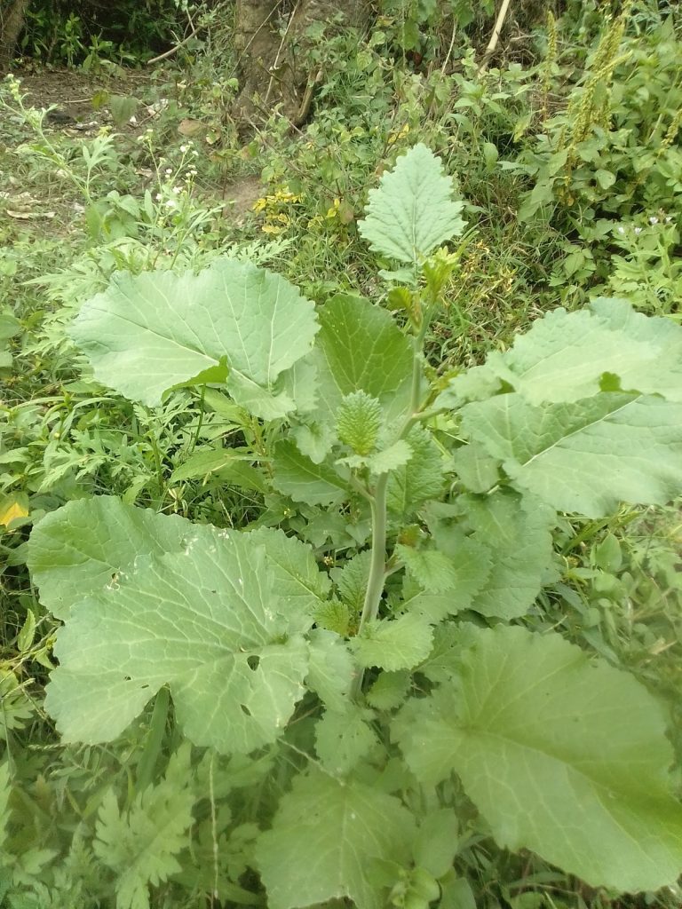 Food Is Medicine For The Pulaiyar Tribe Of Tamil Nadu