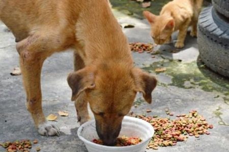 How To Help Stray Animals In India | Youth Ki Awaaz