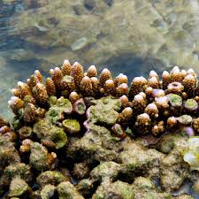 World Environment Day: Coral Reef Extinction In The World