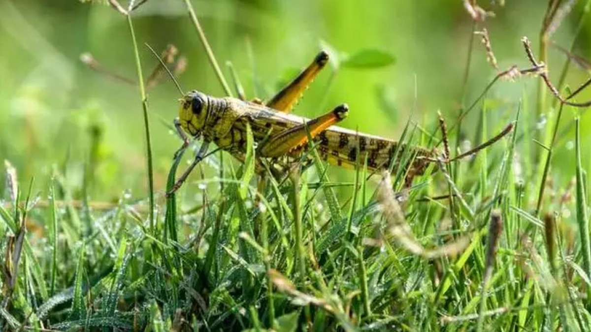 Locusts Have Reached The Heart Of India