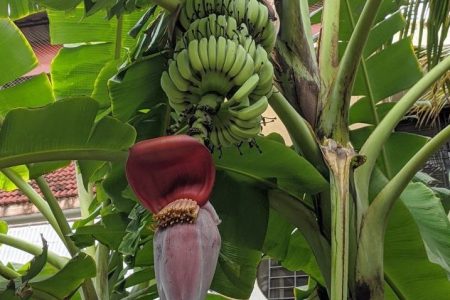 Paliyar Tribals In Tamil Nadu Use Every Part Of Banana And Plantain ...