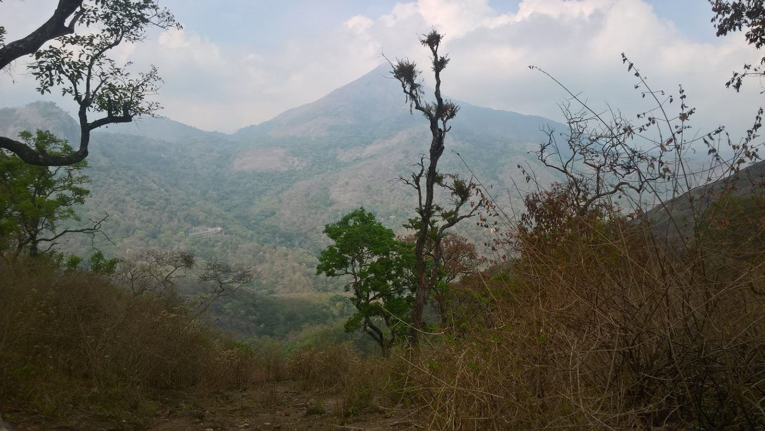 Why Paliyar Tribals Leave Their Homes During Termite Infestation?