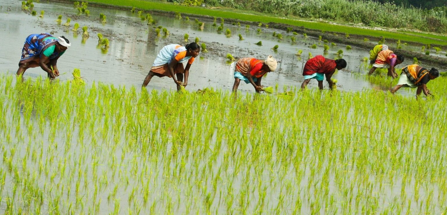Revisiting The Rich History Of Manipur’s Wet Rice Cultivation