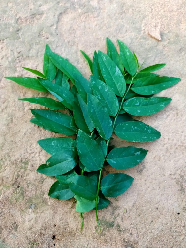 Tripura’s Tribals’ Traditional Remedies To Cure Ailments