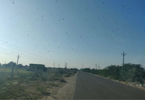How Desert Locusts Are Imperilling Food And Fodder Security In The Thar ...