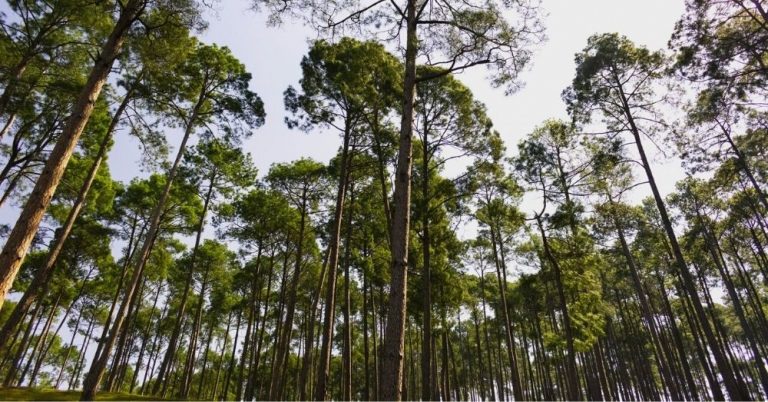 Diamonds Over Life: Why We Are Fighting To Save Buxwaha Forest | Youth ...