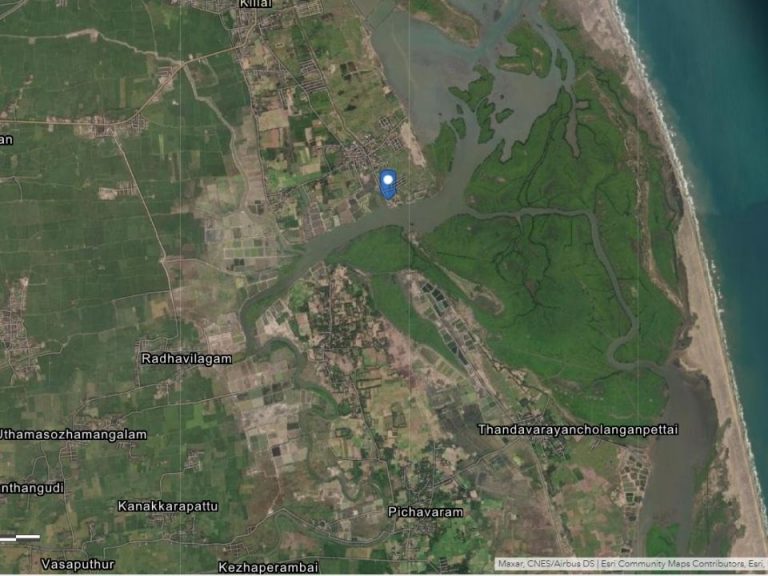 Once Offering Protection From Disasters, Pichavaram Mangrove Forests ...