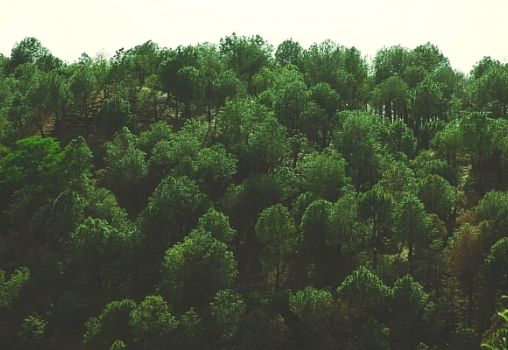 What A Tree Does To Sustain Human Life On Earth | Youth Ki Awaaz