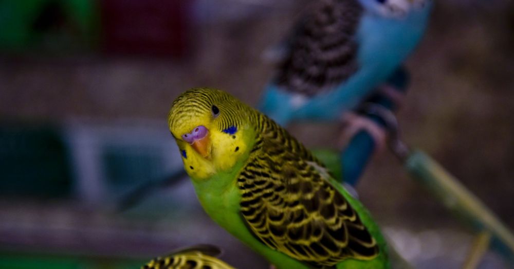 A Tribute To My Pet Budgie On Mother’s Day | Youth Ki Awaaz