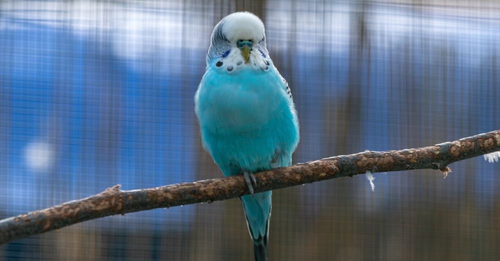 A Tribute To My Pet Budgie On Mother’s Day | Youth Ki Awaaz