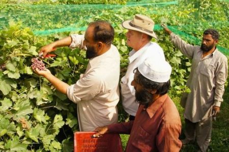 History Of Grape Cultivation In Kashmir | Youth Ki Awaaz