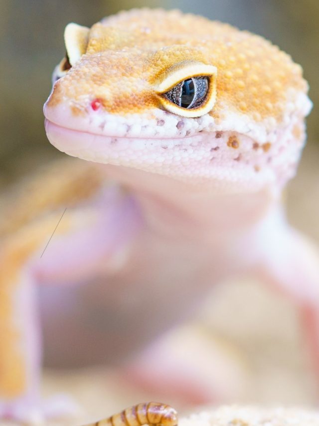 How To Kill Lizards From Home? | Youth Ki Awaaz