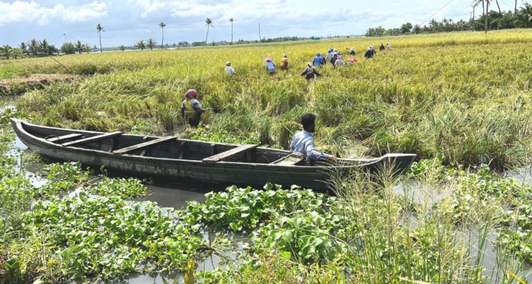 How Viable Is The Integrated Pokkali System | Youth Ki Awaaz