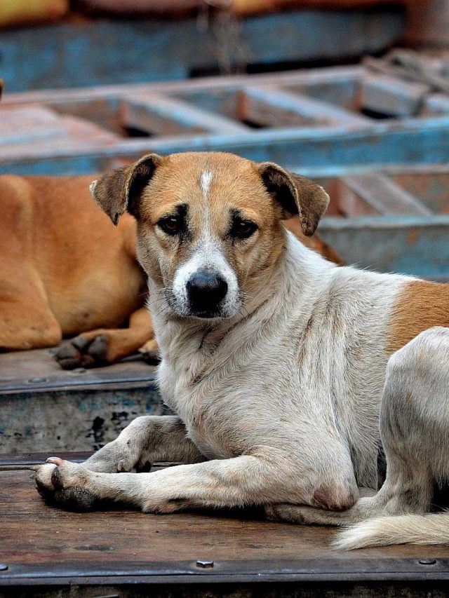How Can We Care For Stray Dogs? | Youth Ki Awaaz