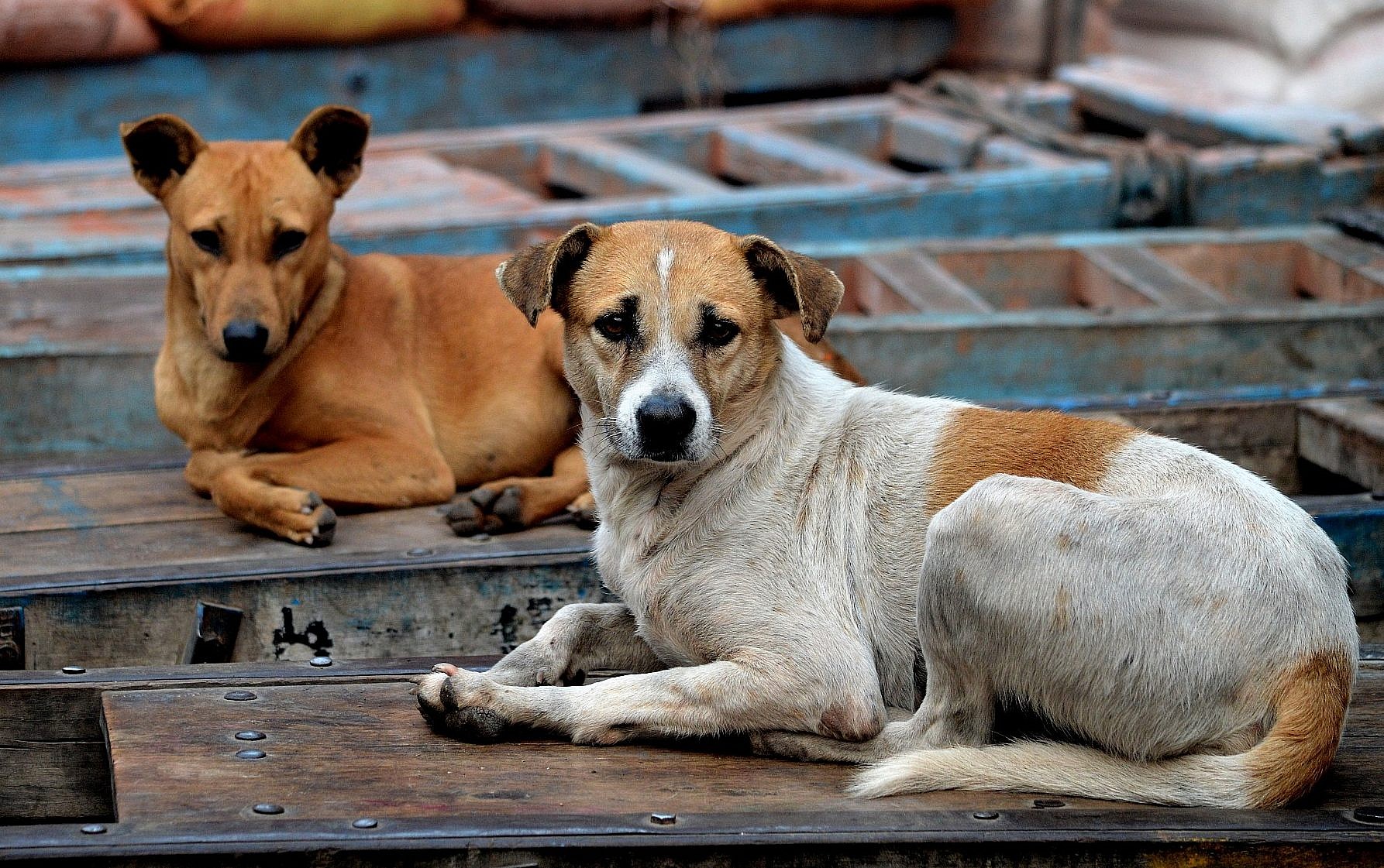 How Can We Care For Stray Dogs? | Youth Ki Awaaz