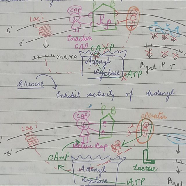 Leaky Expression In Lac Operon | Youth Ki Awaaz