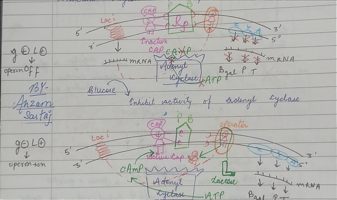 Leaky Expression In Lac Operon | Youth Ki Awaaz