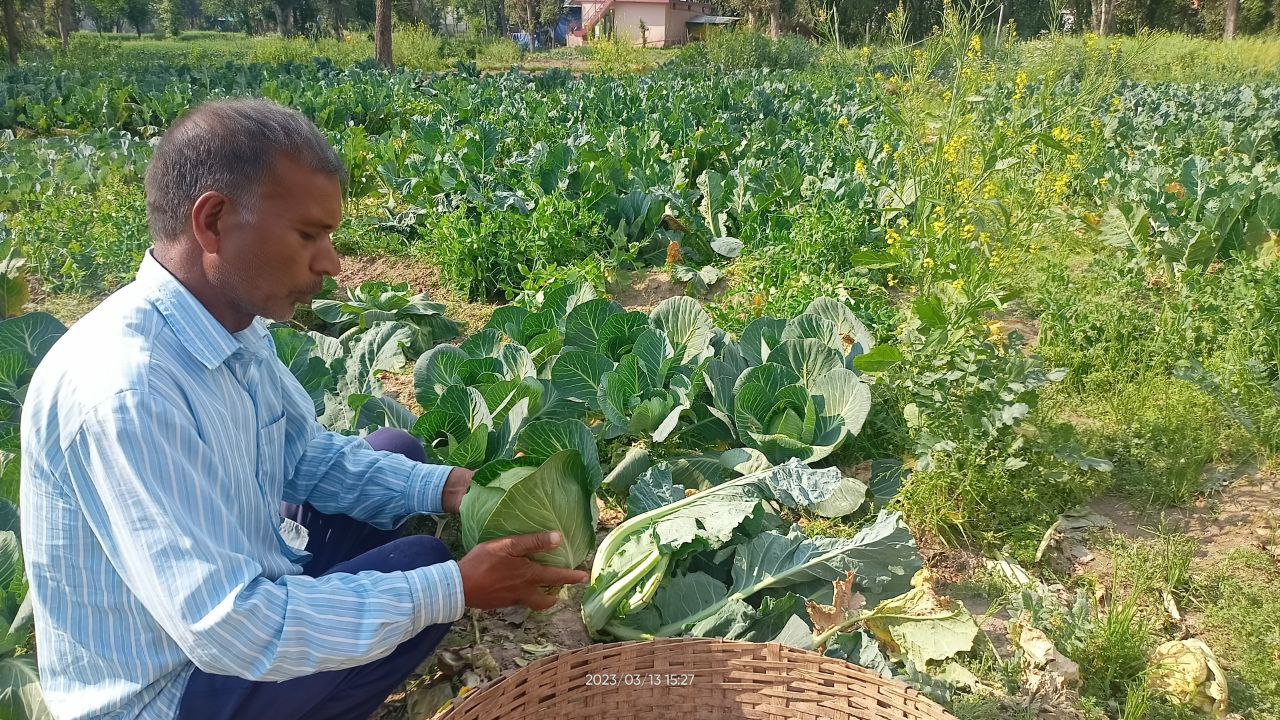 Learnings From The Field Of Kangra | Youth Ki Awaaz